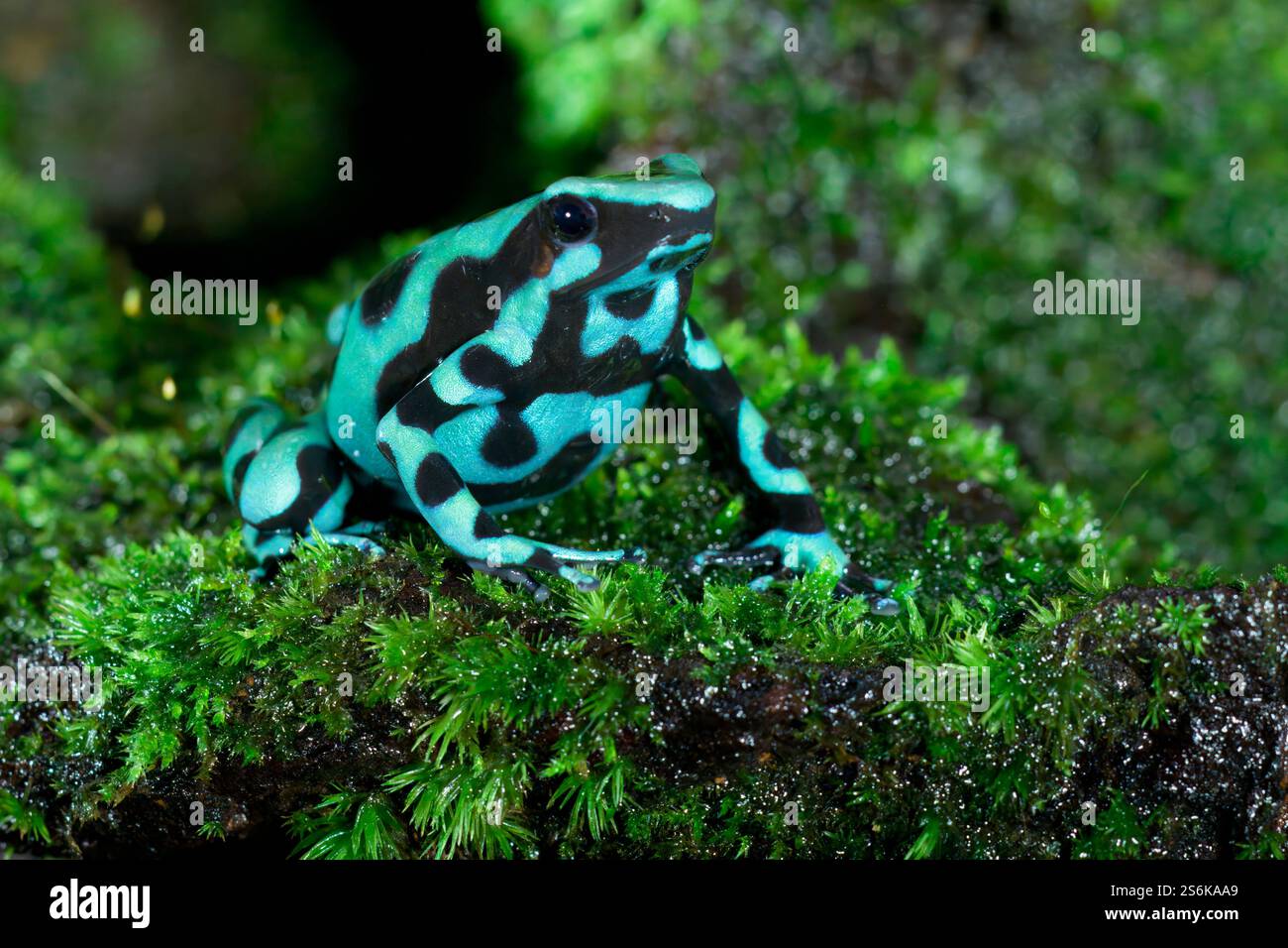 Green-and-black poison dart frog (Dendrobates auratus), Costa Rica ...