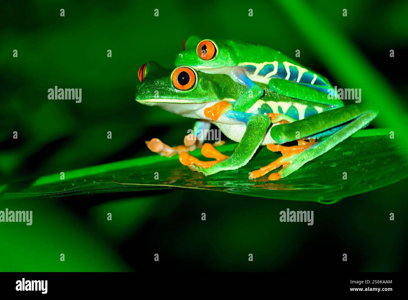 Mating Red-eyed tree frogs or red-eyed leaf frogs (Agalychnis callidryas), Costa Rica Stock ...