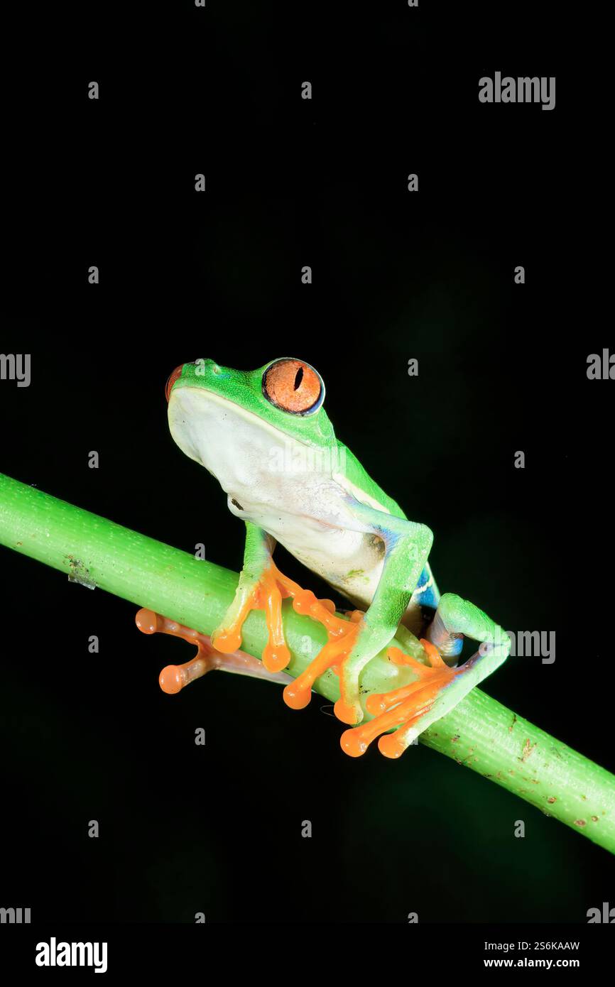 Red-eyed tree frog or red-eyed leaf frog (Agalychnis callidryas) on a ...