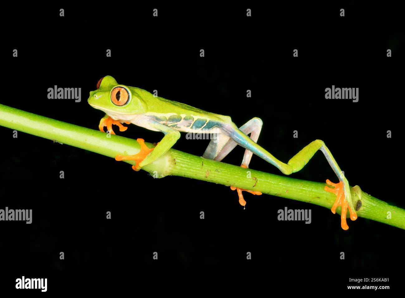 Red-eyed tree frog or red-eyed leaf frog (Agalychnis callidryas ...