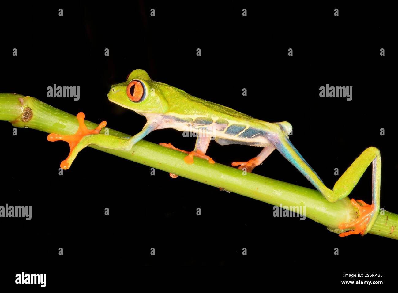 Red-eyed tree frog or red-eyed leaf frog (Agalychnis callidryas ...