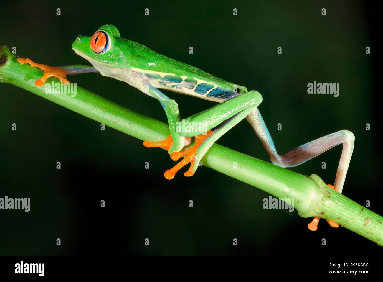 Red-eyed tree frog or red-eyed leaf frog (Agalychnis callidryas ...