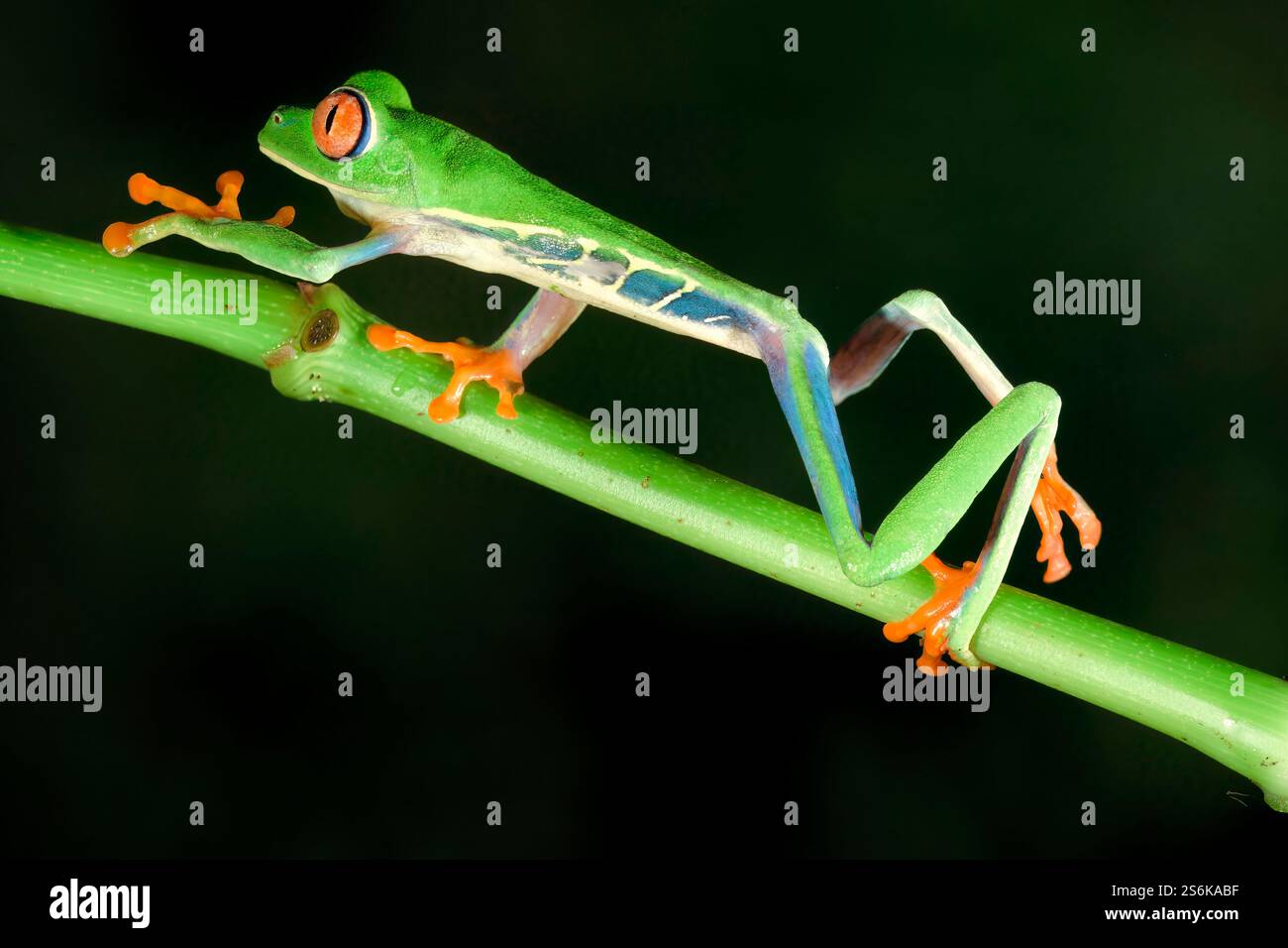 Red-eyed tree frog or red-eyed leaf frog (Agalychnis callidryas ...