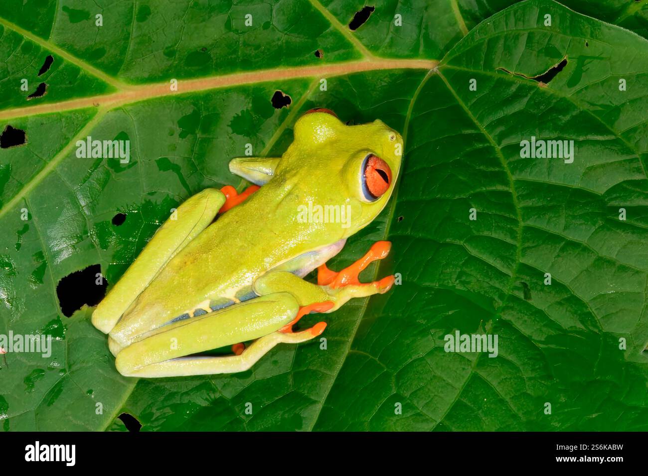 Red-eyed tree frog or red-eyed leaf frog (Agalychnis callidryas ...