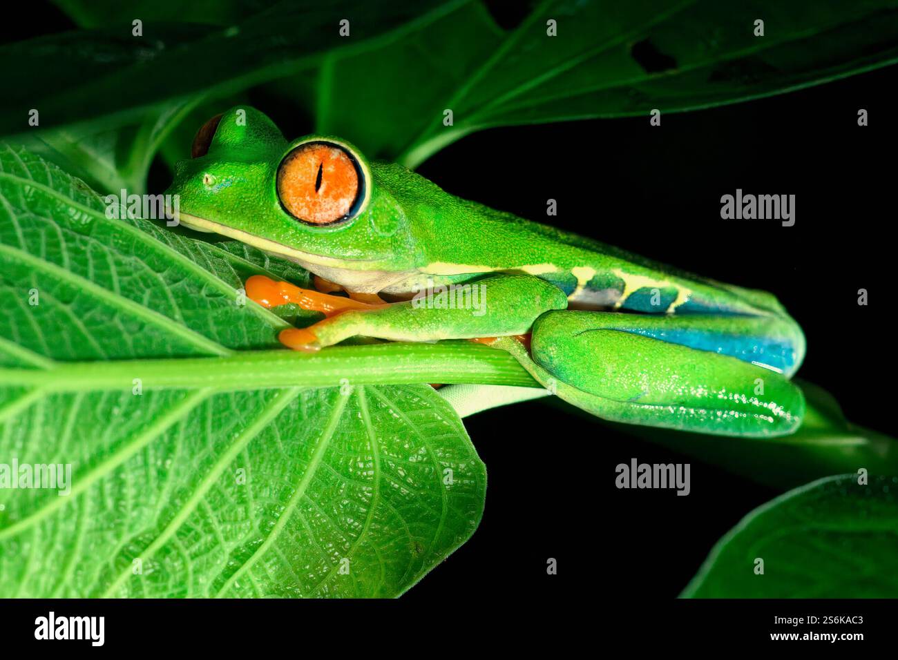 Red-eyed tree frog or red-eyed leaf frog (Agalychnis callidryas ...