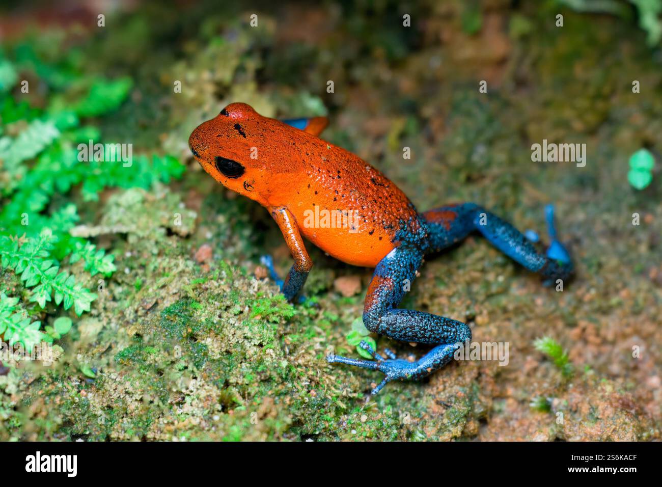 Strawberry poison-dart frog or blue jeans poison frog (Oophaga pumilio ...