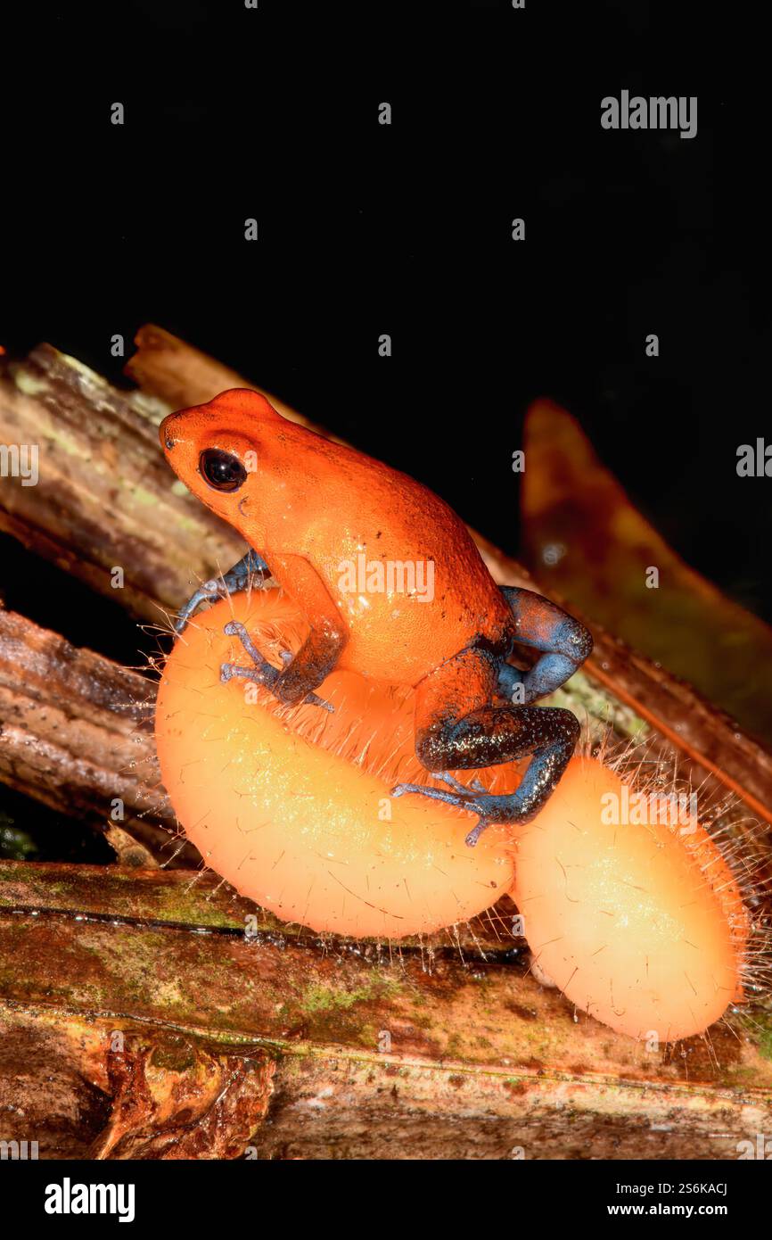 Strawberry poison-dart frog or blue jeans poison frog (Oophaga pumilio ...