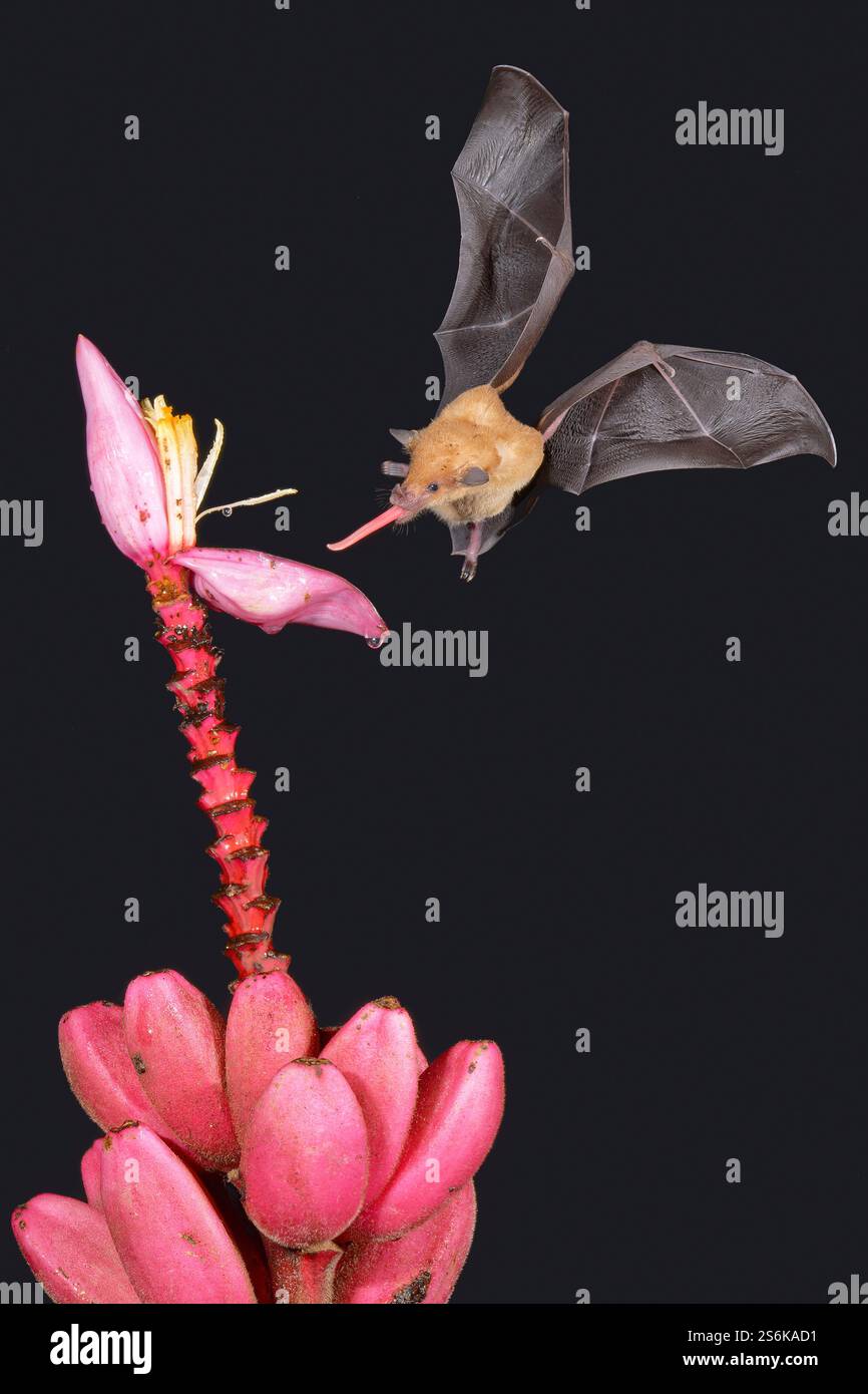 Orange nectar bat (Lonchophylla robusta) hovering and drinking the ...