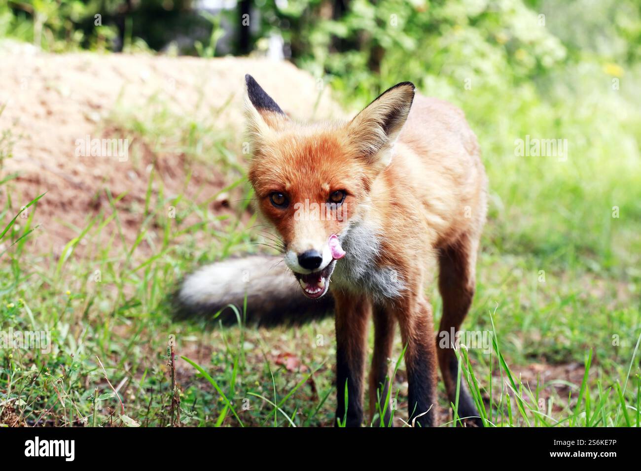 Communication with animals. Portrait of a fox in the wild forest Stock ...
