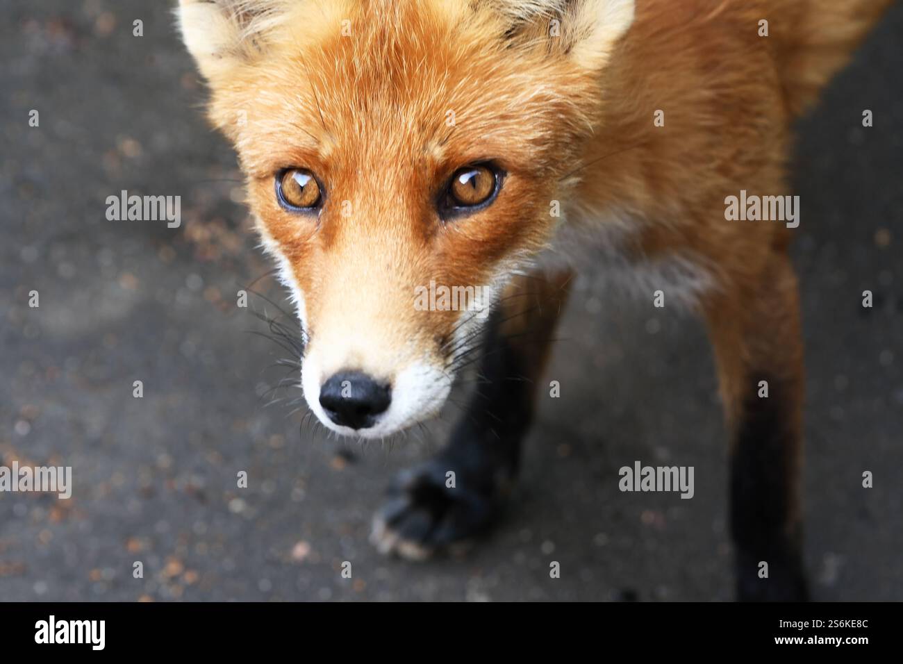 Frightened fox hi-res stock photography and images - Alamy