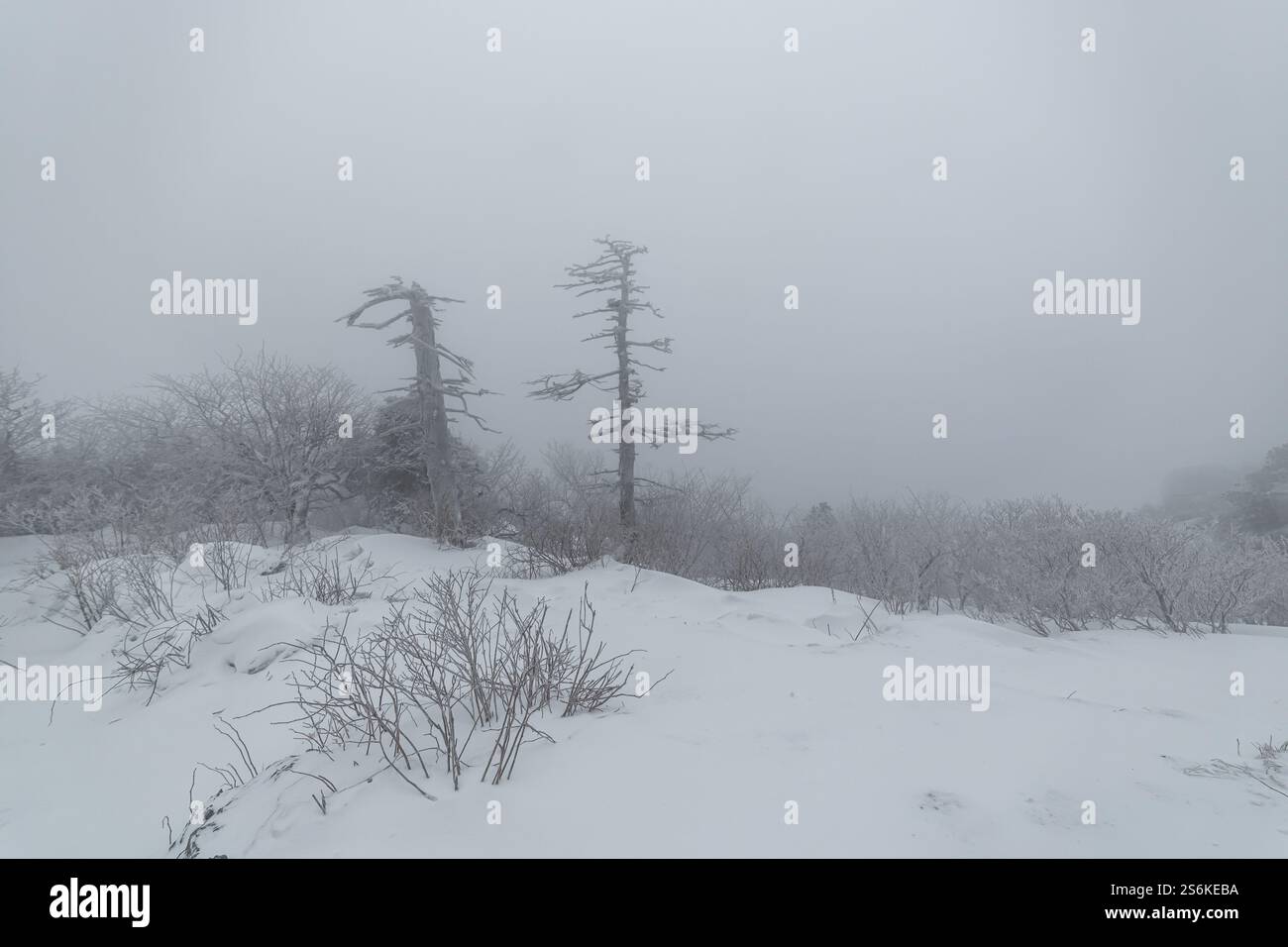 the whitewashed trees of winter mountains covered in frost, snow and ...