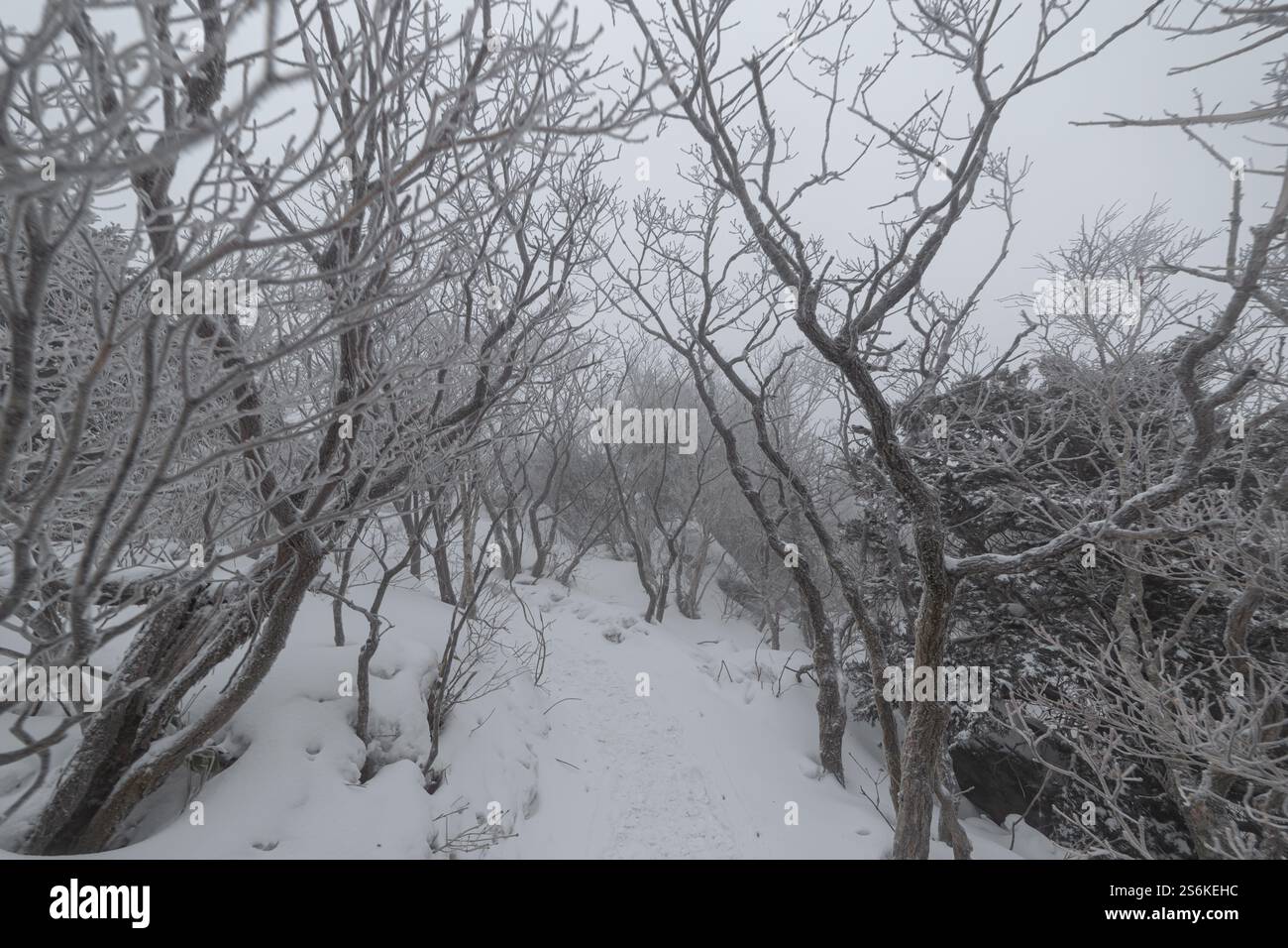 the whitewashed trees of winter mountains covered in frost, snow and ...