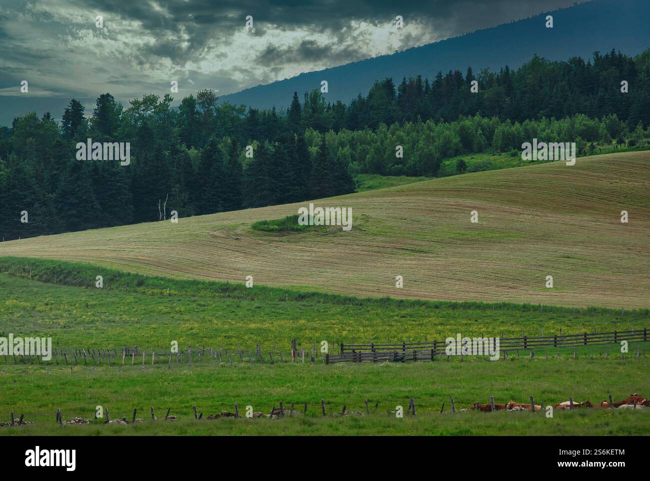 Harvested field in Quebec Stock Photo - Alamy