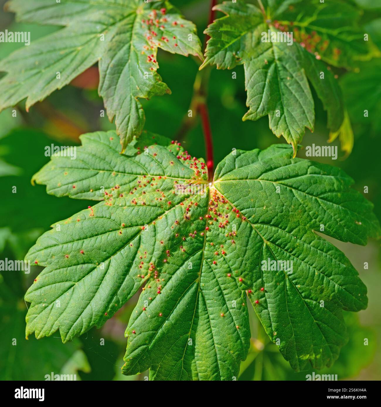 Maple gall mite, Aceria macrorhynchus, in a close-up view Stock Photo ...