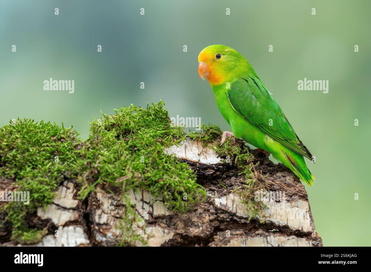 juveniles of the red-headed lovebird or red-faced lovebird , Agapornis ...