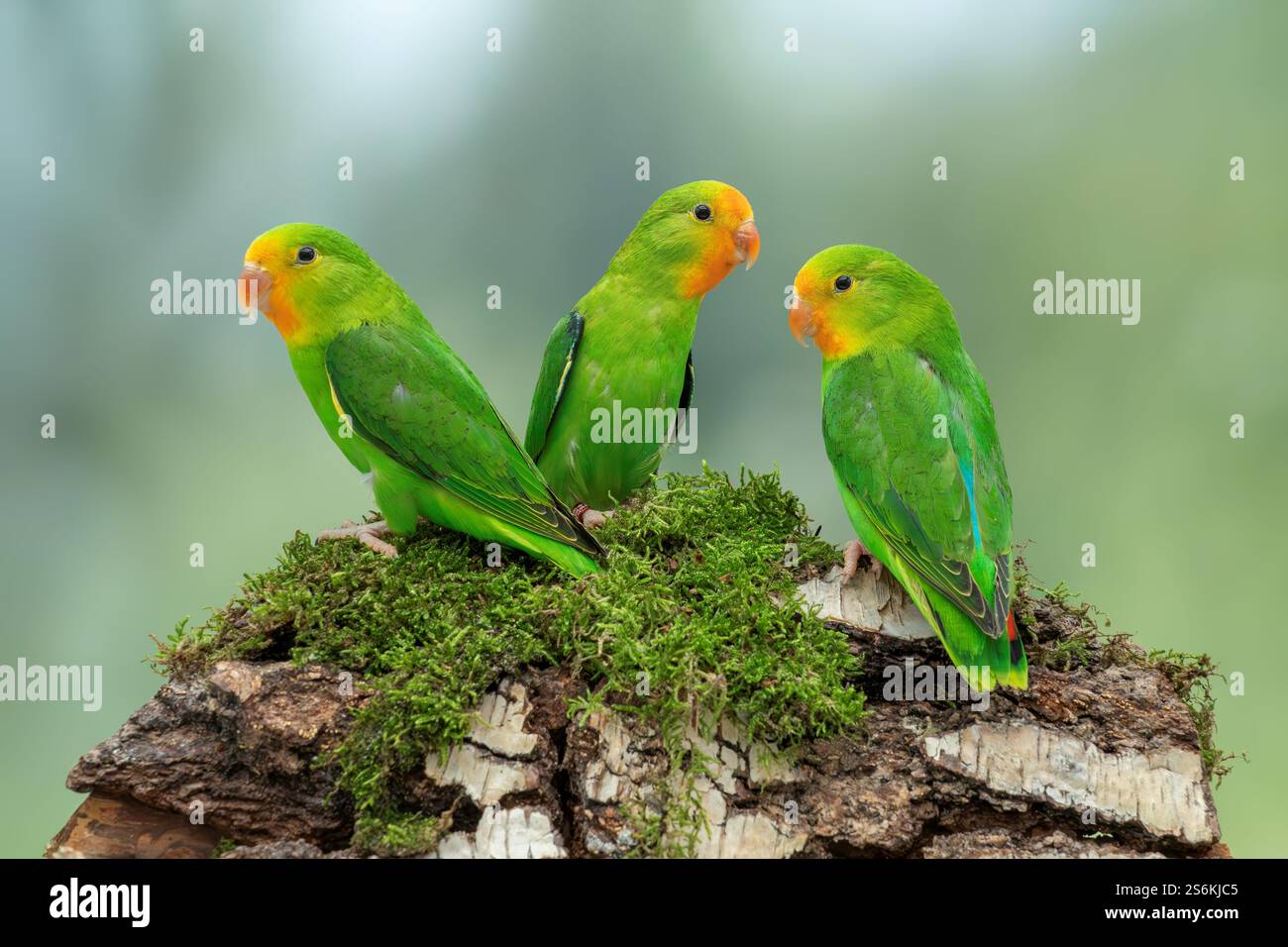 juveniles of the red-headed lovebird or red-faced lovebird , Agapornis ...