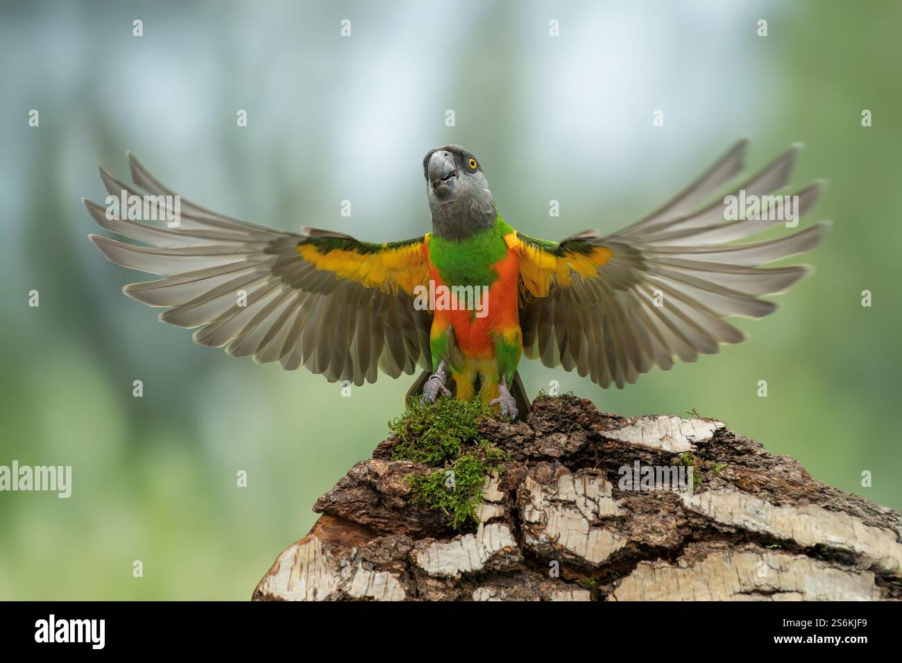 Senegal parrot male, Poicephalus senegalus versteri Stock Photo - Alamy