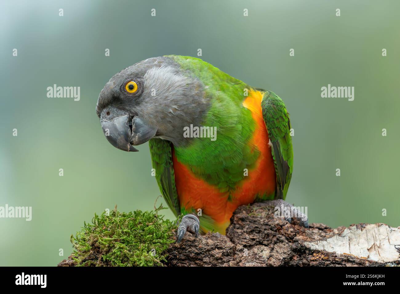Senegal parrot male, Poicephalus senegalus versteri Stock Photo - Alamy