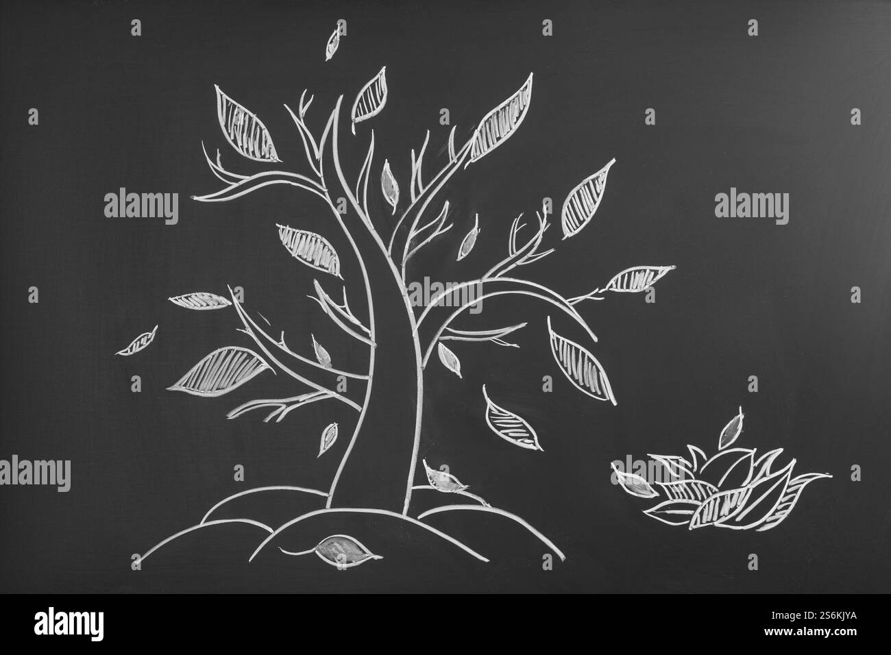 Beautiful drawing of tree on black chalkboard Stock Photo - Alamy