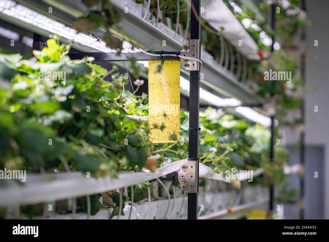 Yellow sticky traps hanging near strawberry seedlings to control ...