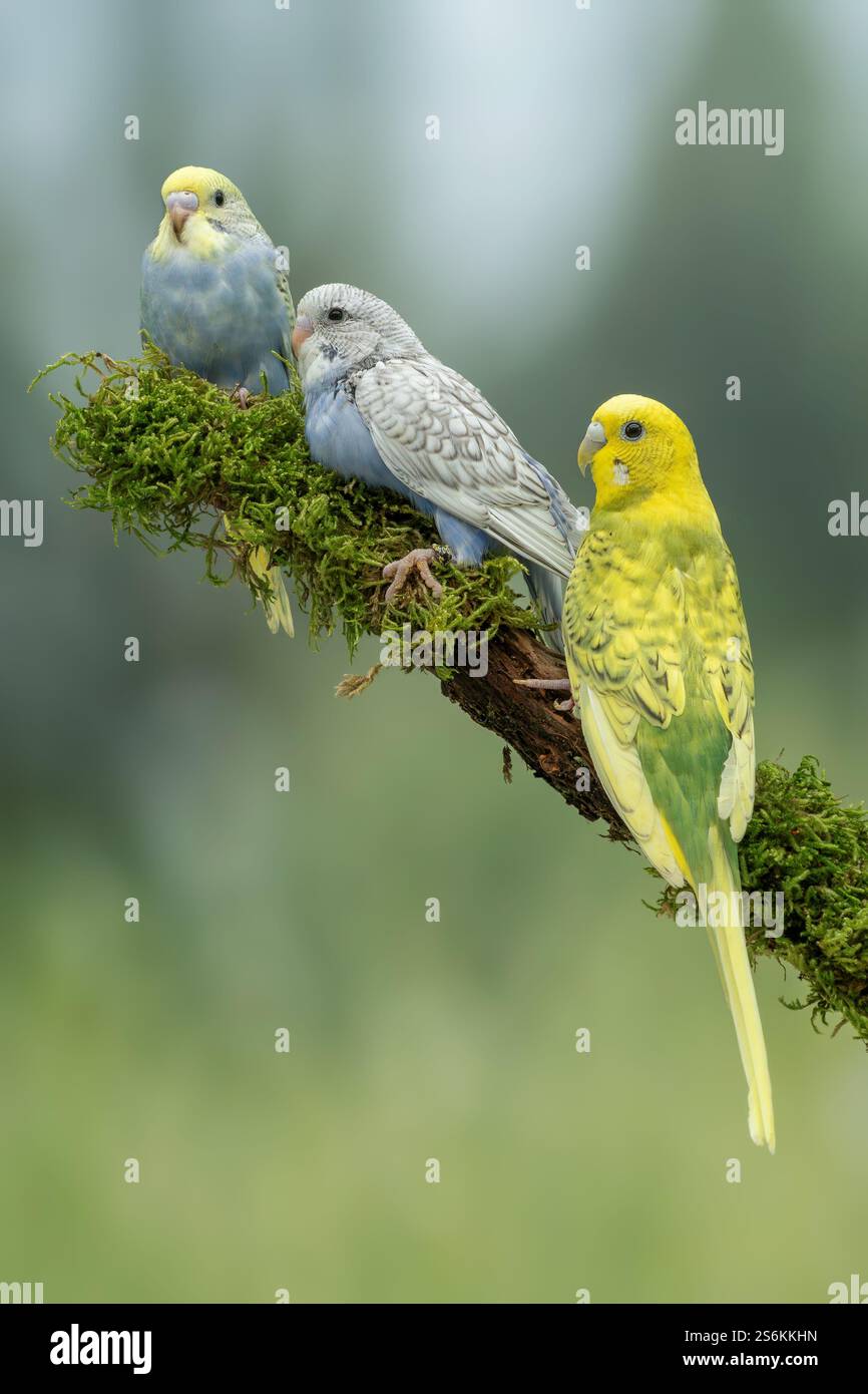 budgerigar mutation mother with 2 recent fledged chicks, Melopsittacus ...