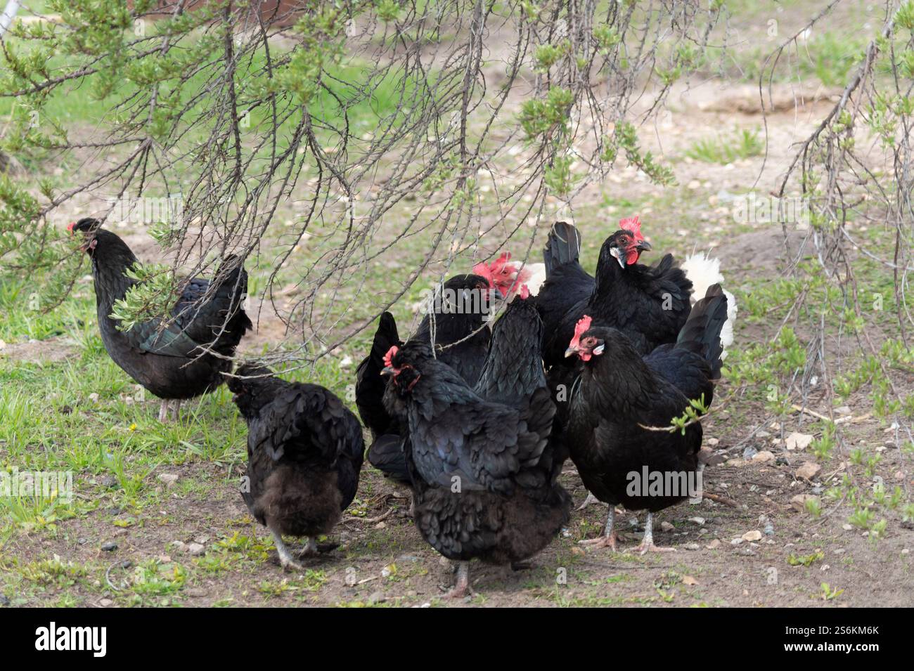 A flock of black chickens stands under a tree Stock Photo - Alamy