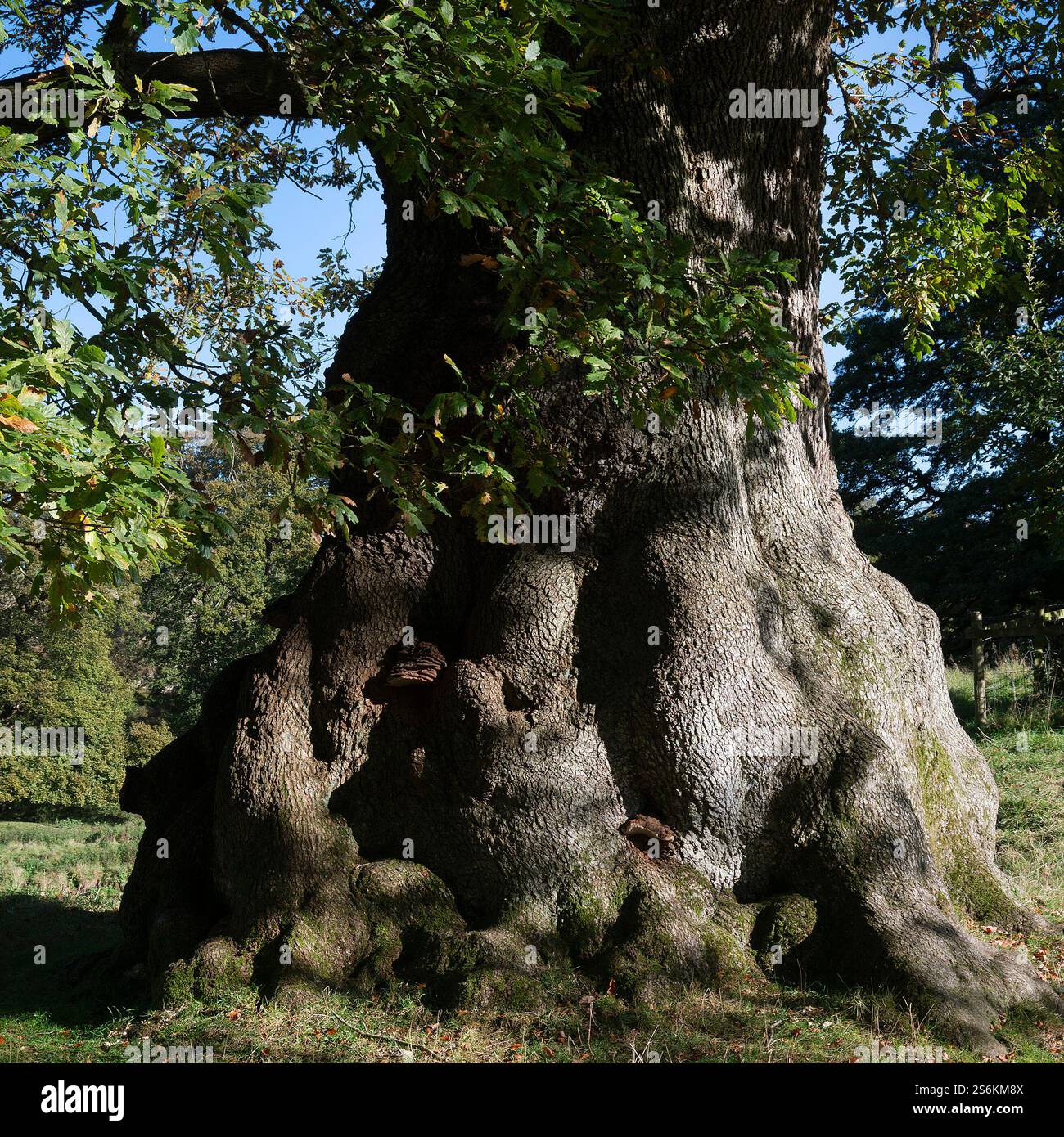 Levens Park, Levens Hall, Cumbria Stock Photo - Alamy