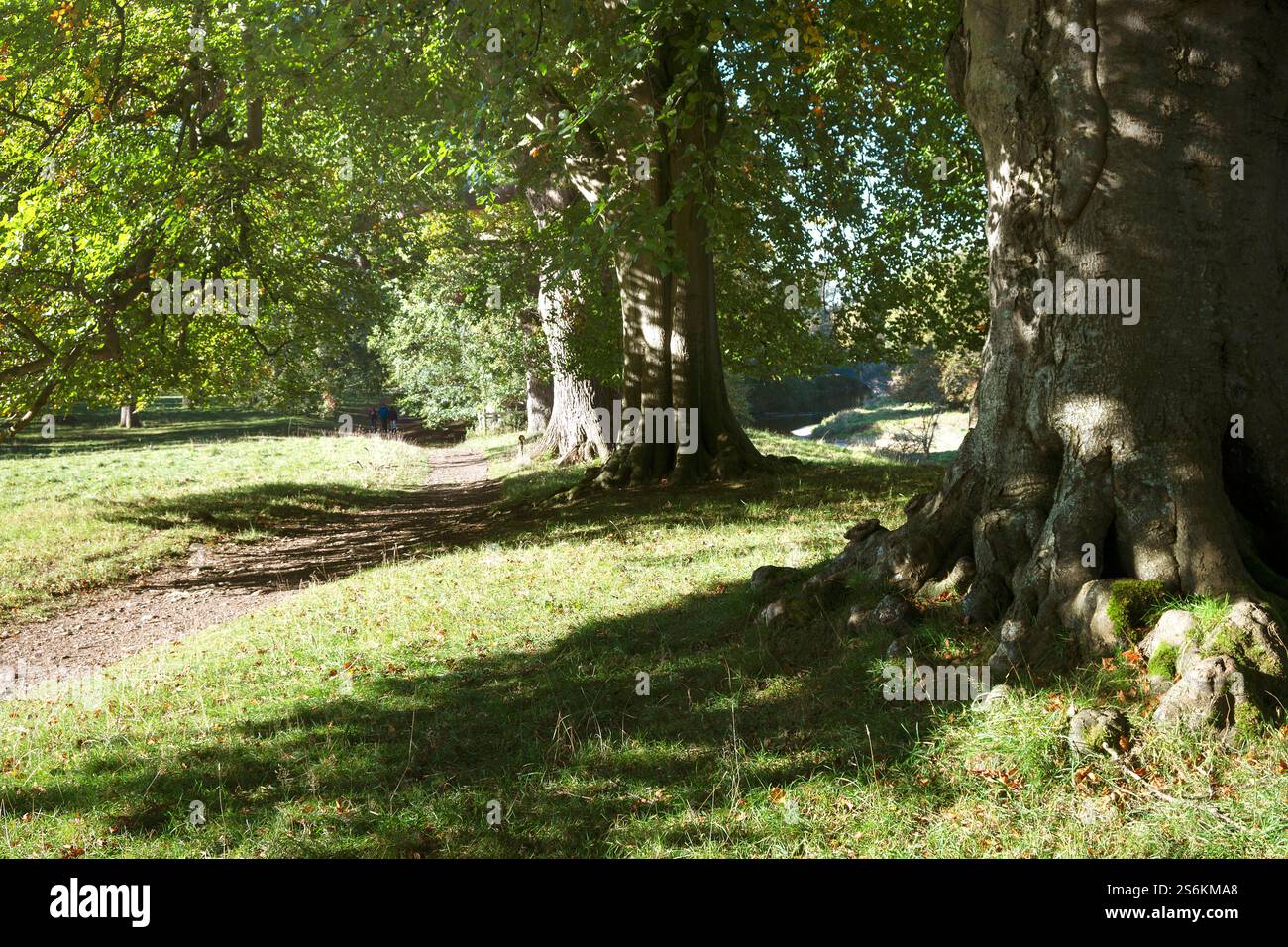 Levens Park, Levens Hall, Cumbria Stock Photo - Alamy