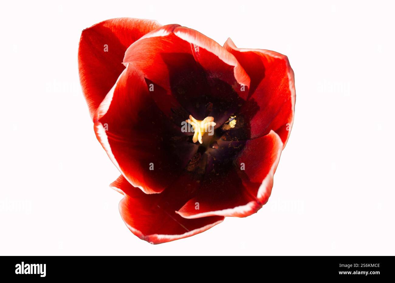 Sunny spring background Cut Out Stock Images & Pictures - Alamy