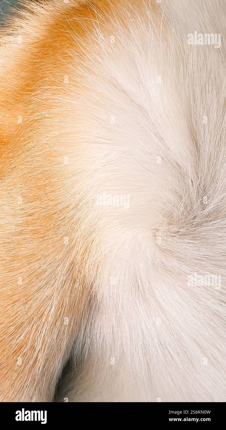close up of corgi hair on the body on the chest and paw Stock Photo - Alamy