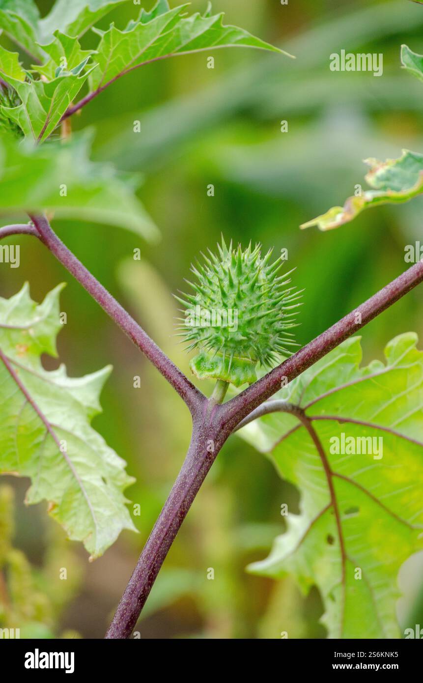 Jimson weed hi-res stock photography and images - Alamy