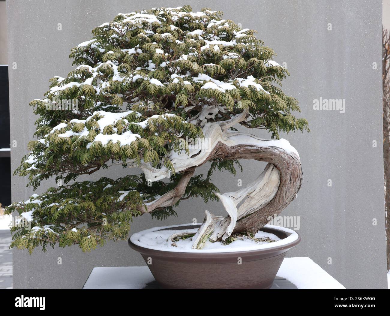 snow-covered Japanese arborvitae tree in the Bonsai Courtyard at ...
