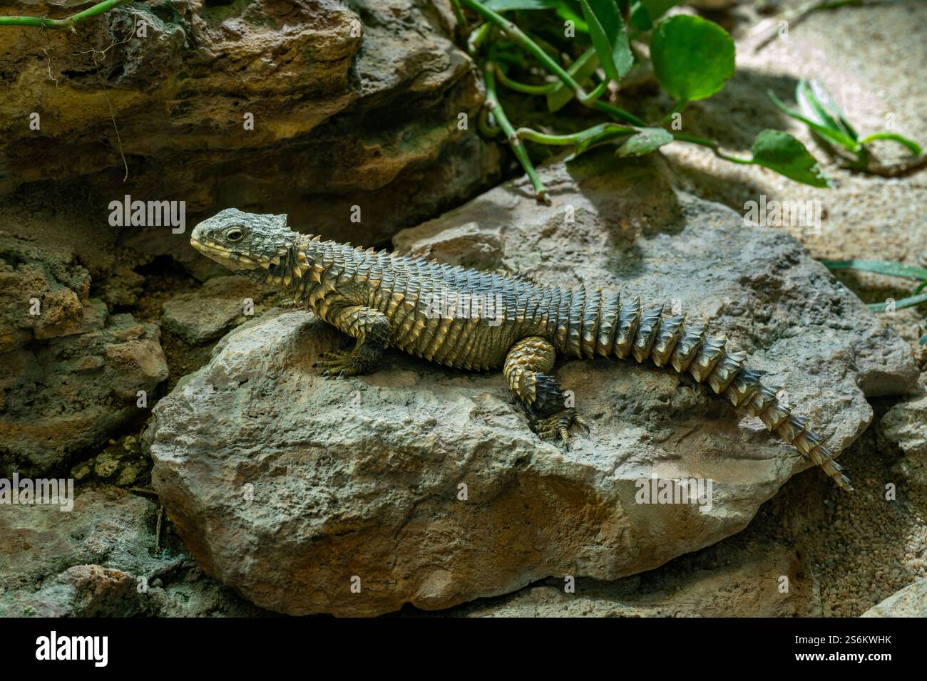 Giant Girdled Lizard, Cordylus giganteus, South Africa Stock Photo - Alamy