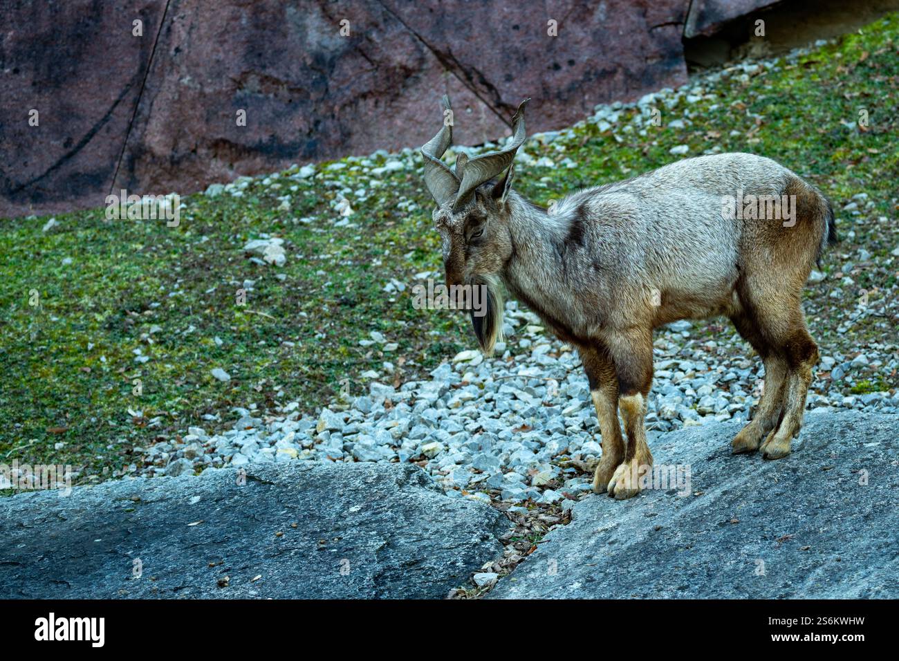 Markor goat or Wild goat (Capra falconeri) on a rock Stock Photo - Alamy