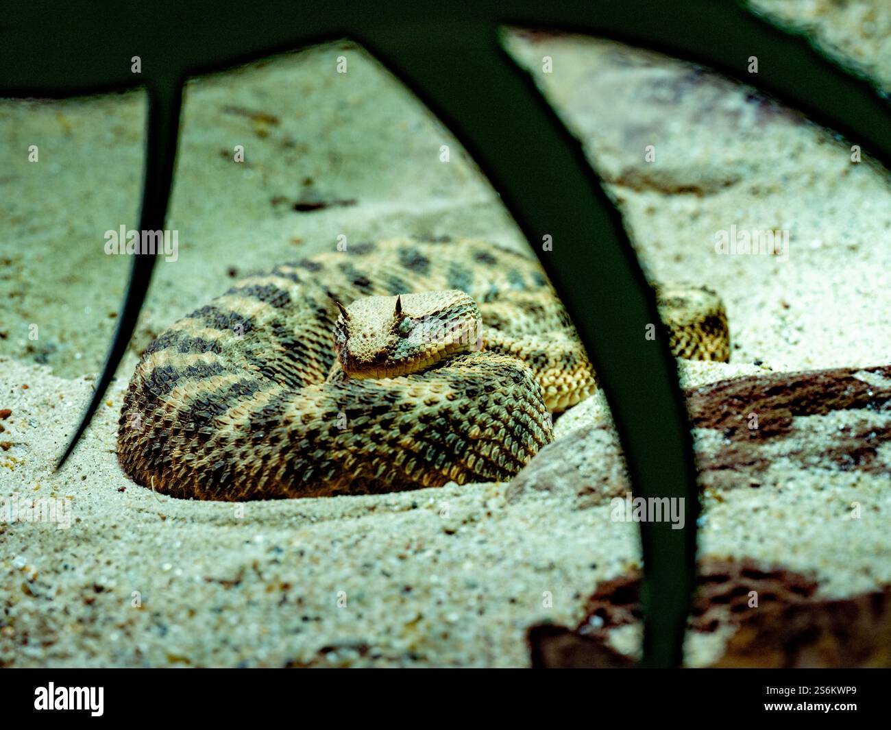 Horned Viper, Long-nosed Viper or Common Sand Adder (Vipera ammodytes ...