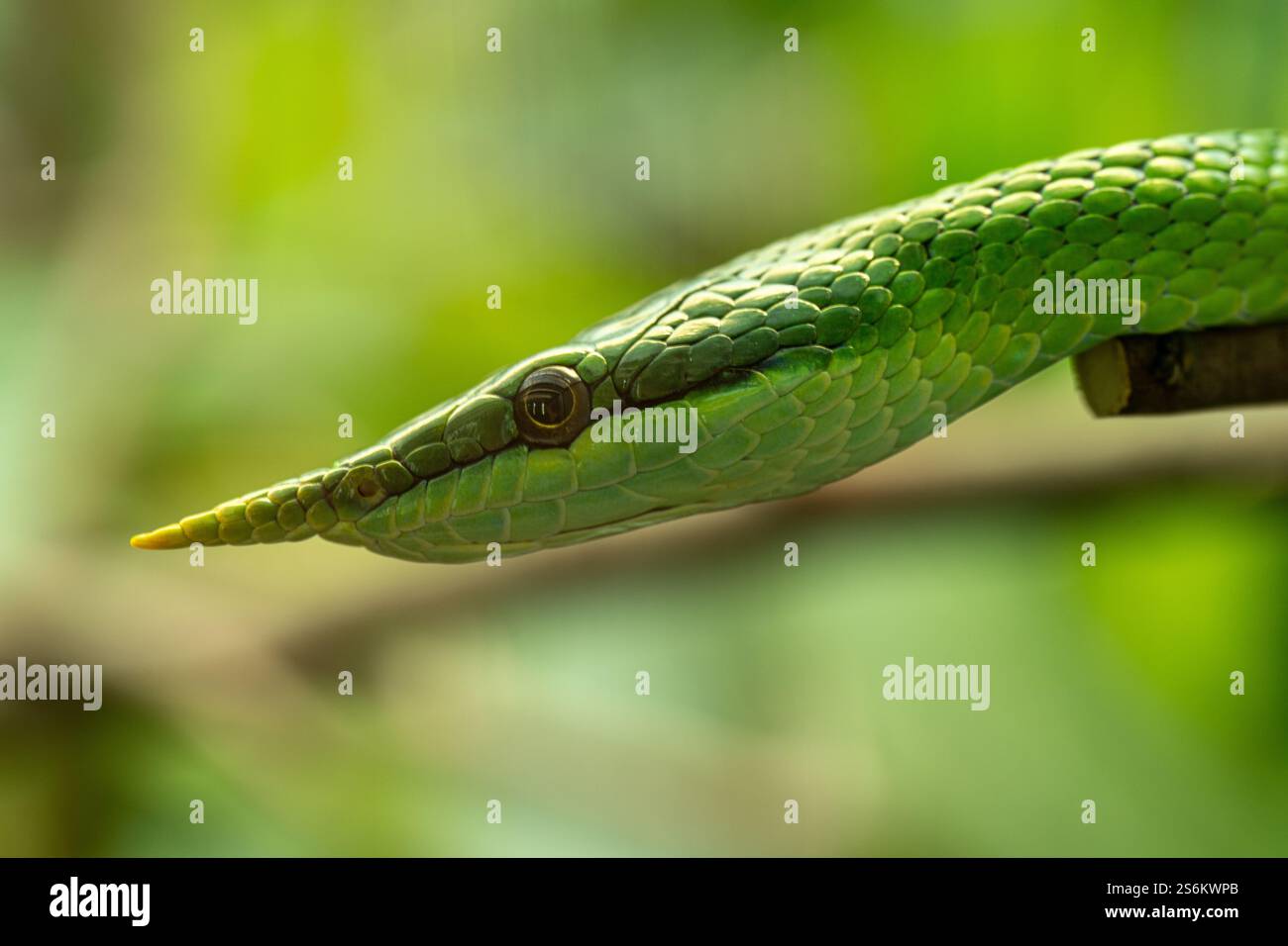 Vietnamese long-nosed snake (Gonyosoma boulengeri) on a branch, captive ...