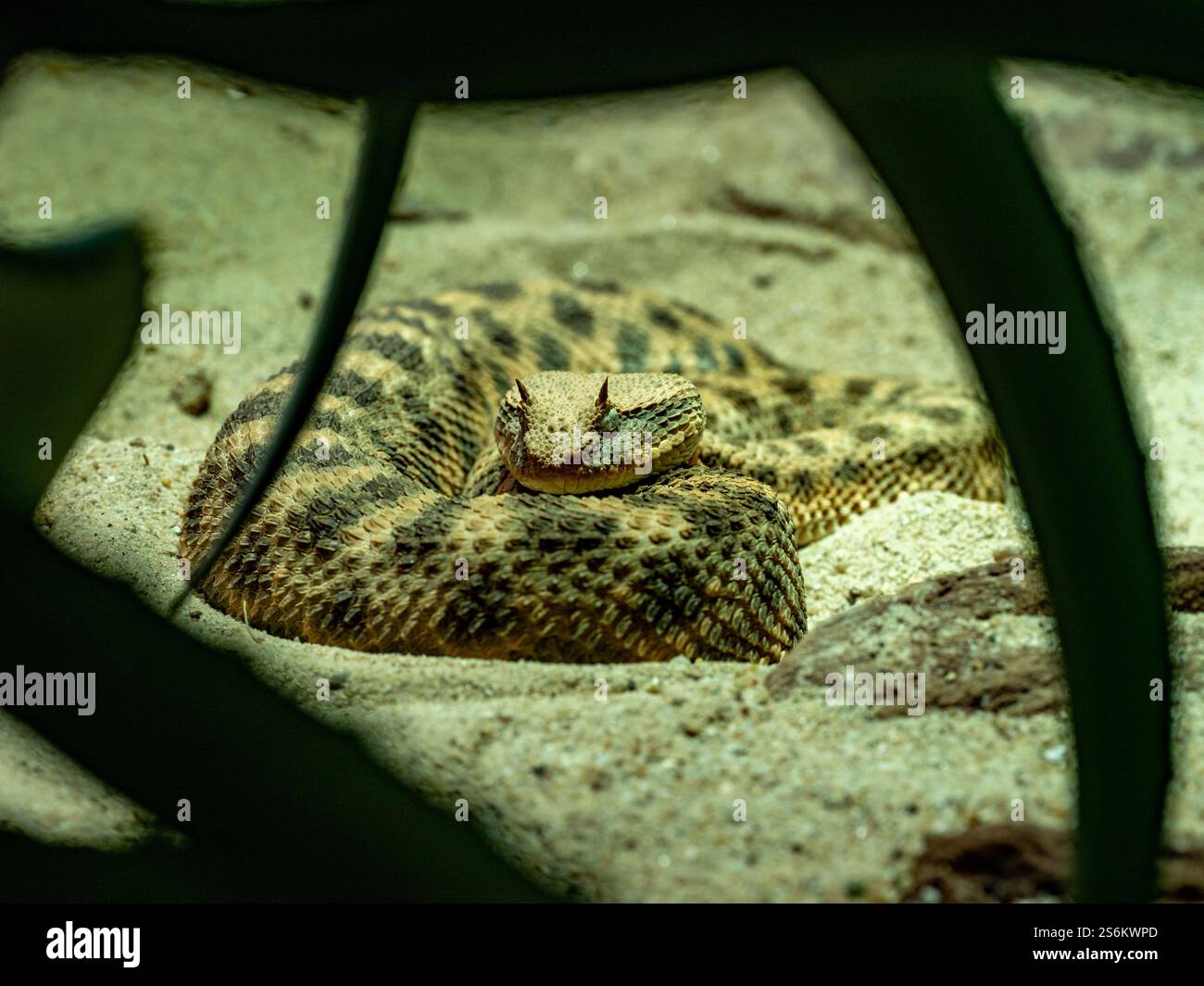 Horned Viper, Long-nosed Viper or Common Sand Adder (Vipera ammodytes ...