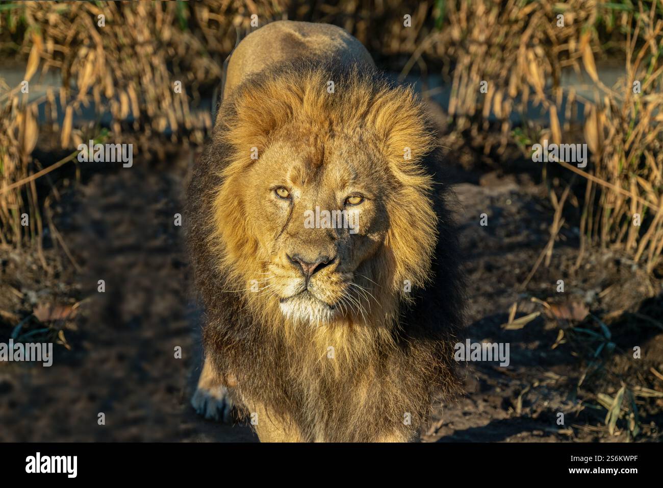 Restless lion (Panthera) in wait Stock Photo - Alamy