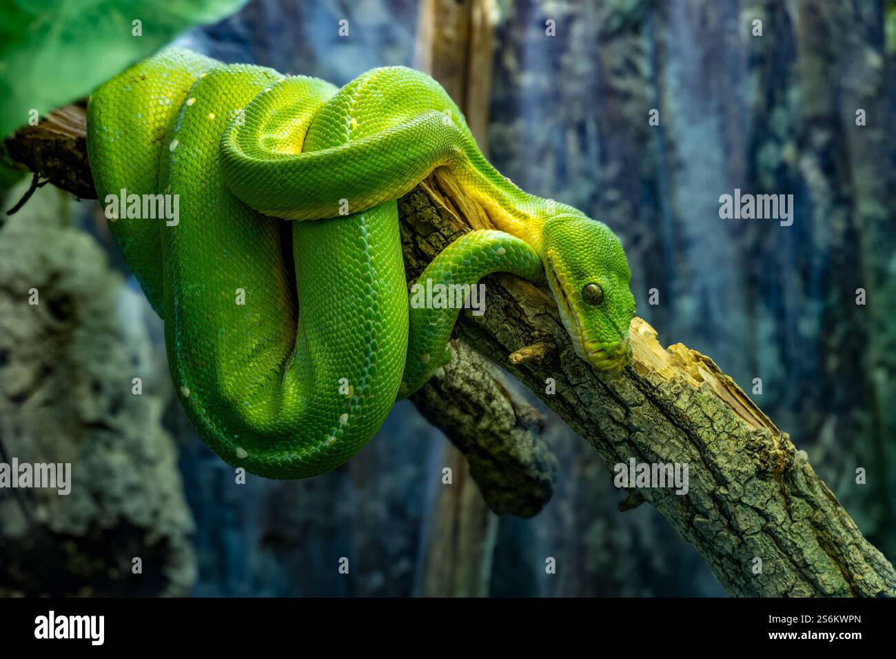 Green tree python hanging on a branch, against a dark background Stock ...