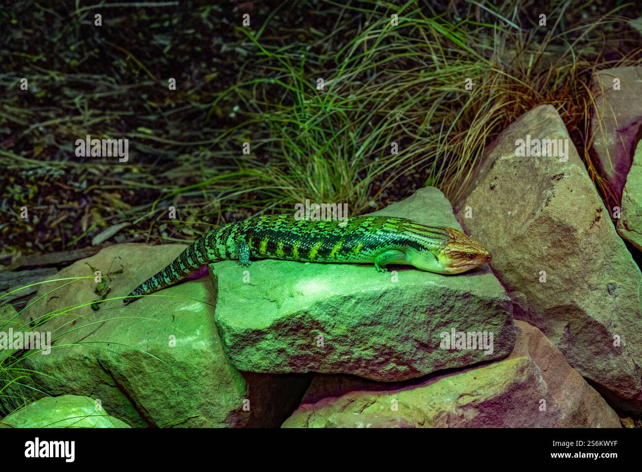 Australian blue tongued skink (Tiliqua scincoides Stock Photo - Alamy