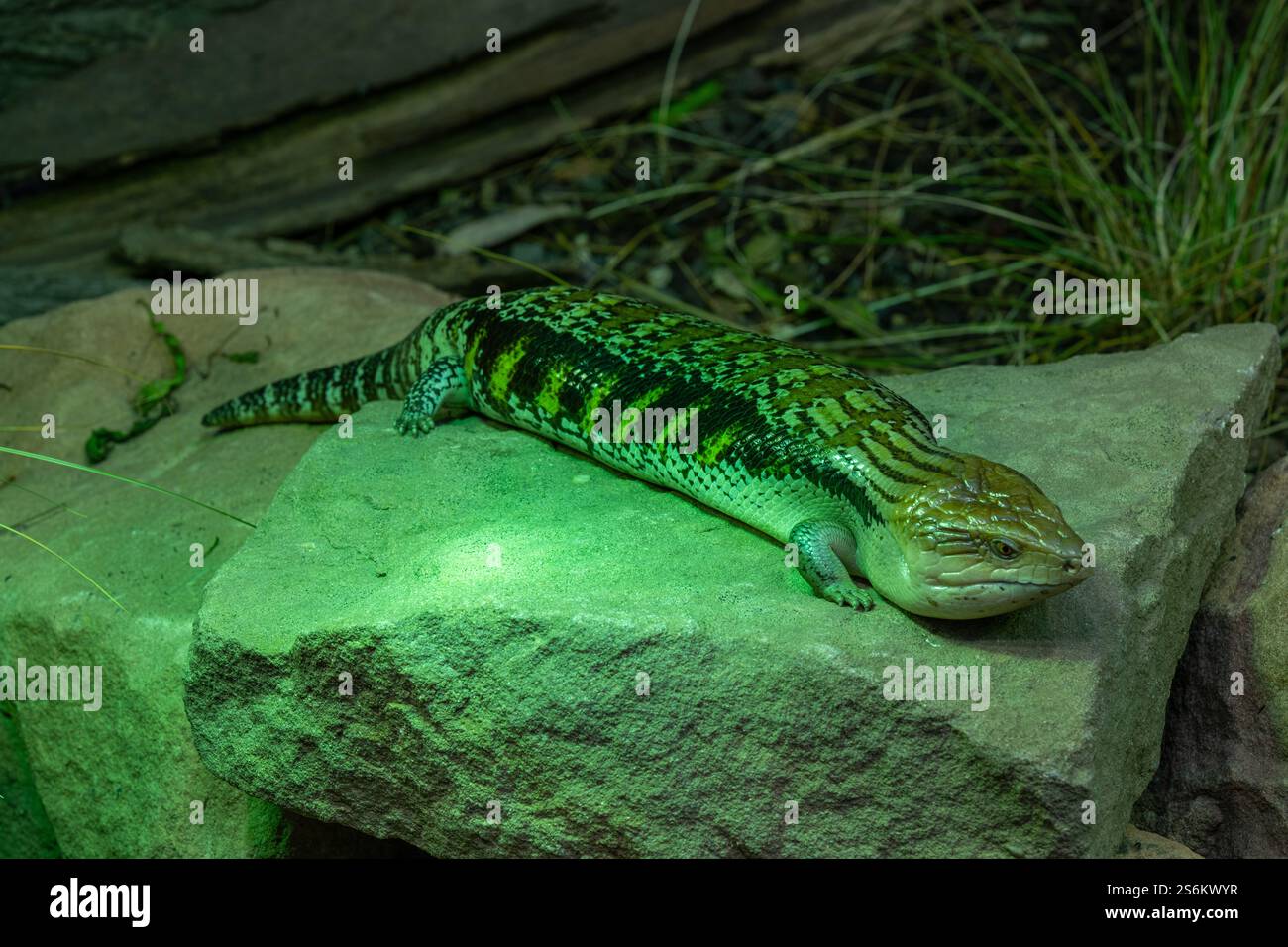 Australian blue tongued skink (Tiliqua scincoides Stock Photo - Alamy