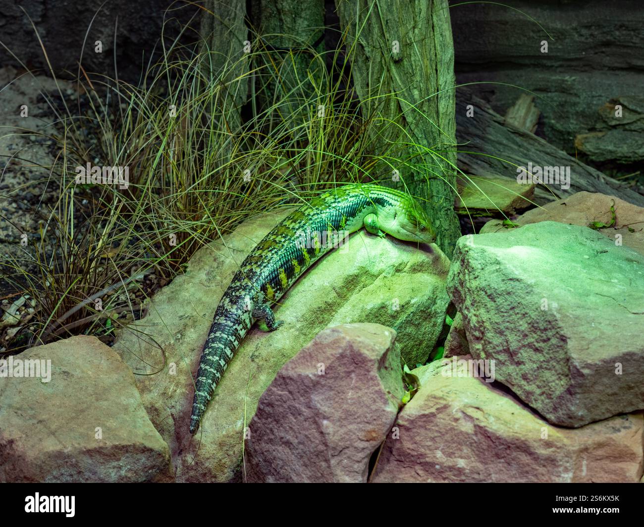 Australian blue tongued skink (Tiliqua scincoides Stock Photo - Alamy