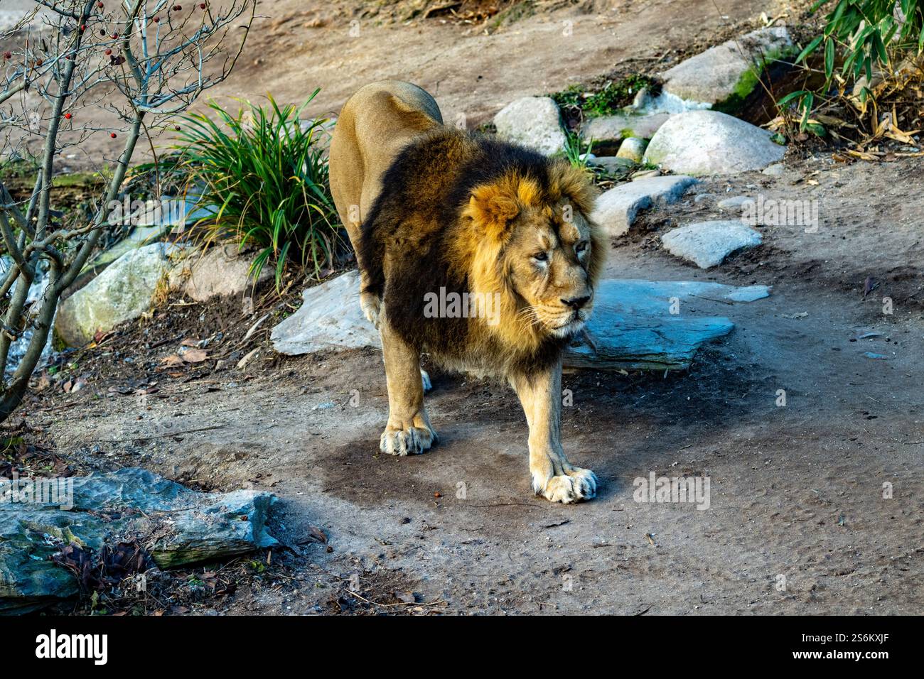 Restless lion (Panthera) in wait Stock Photo - Alamy