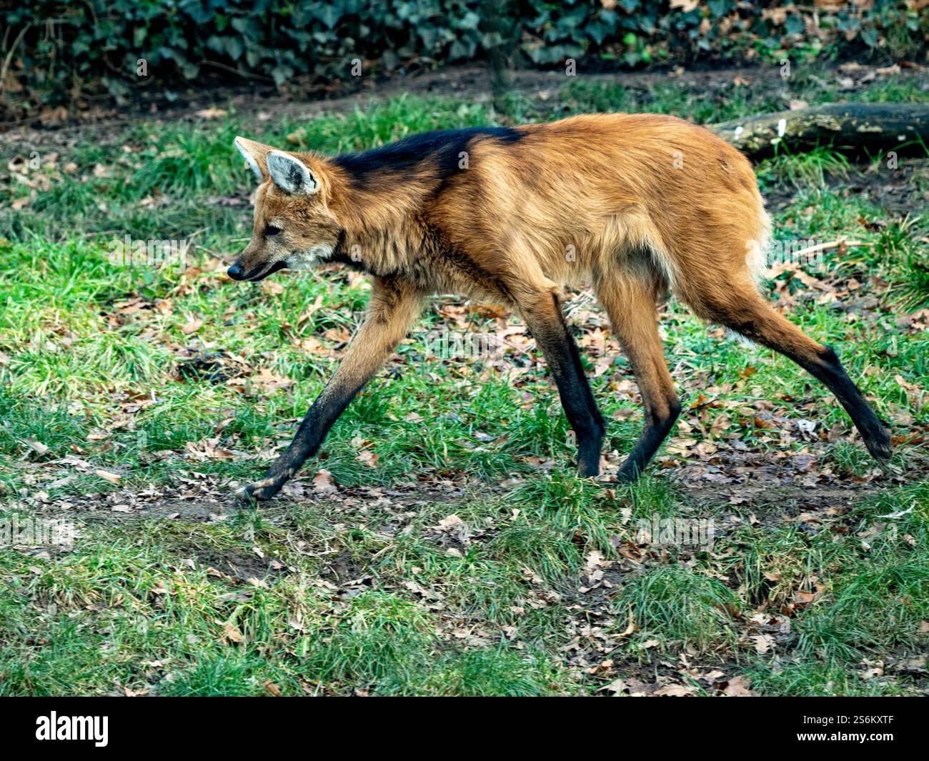 Maned Wolf (Chrysocyon brachyurus) in typical Cerrado grassland habitat ...