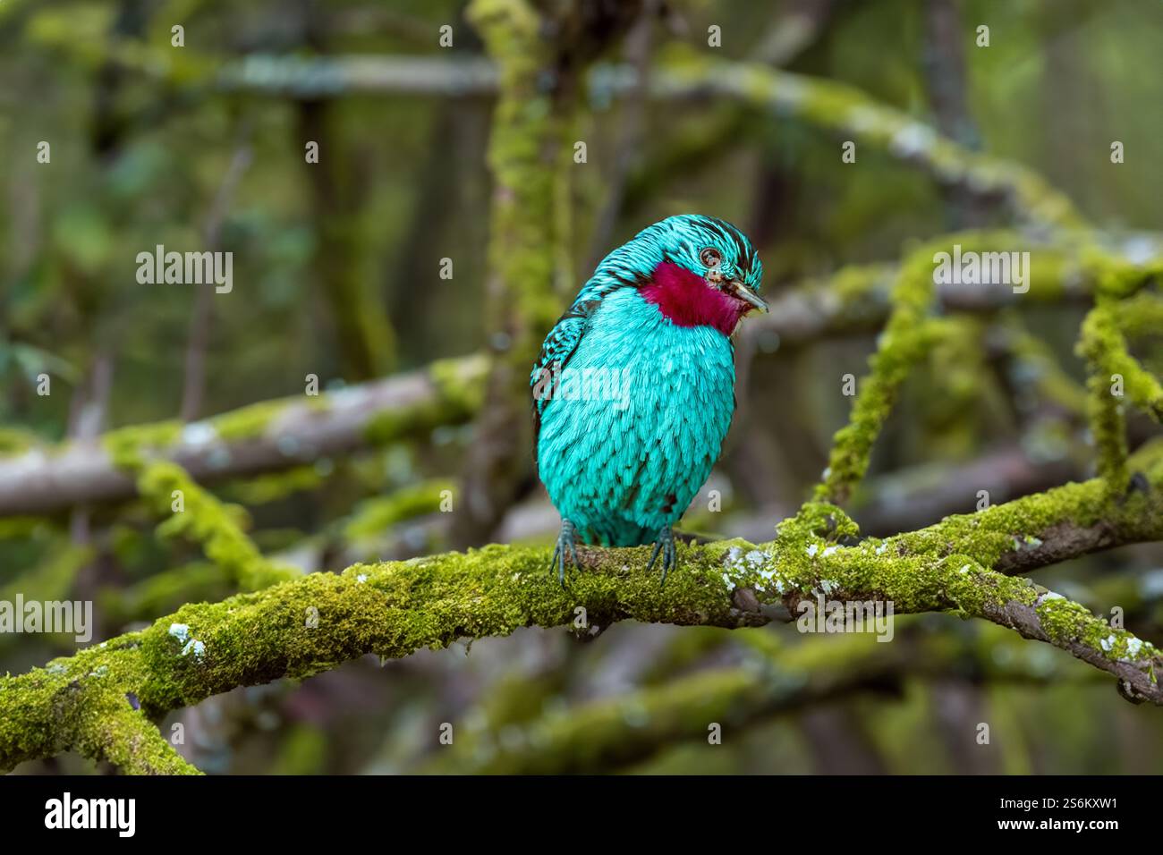 Male spangled cotinga hi-res stock photography and images - Alamy