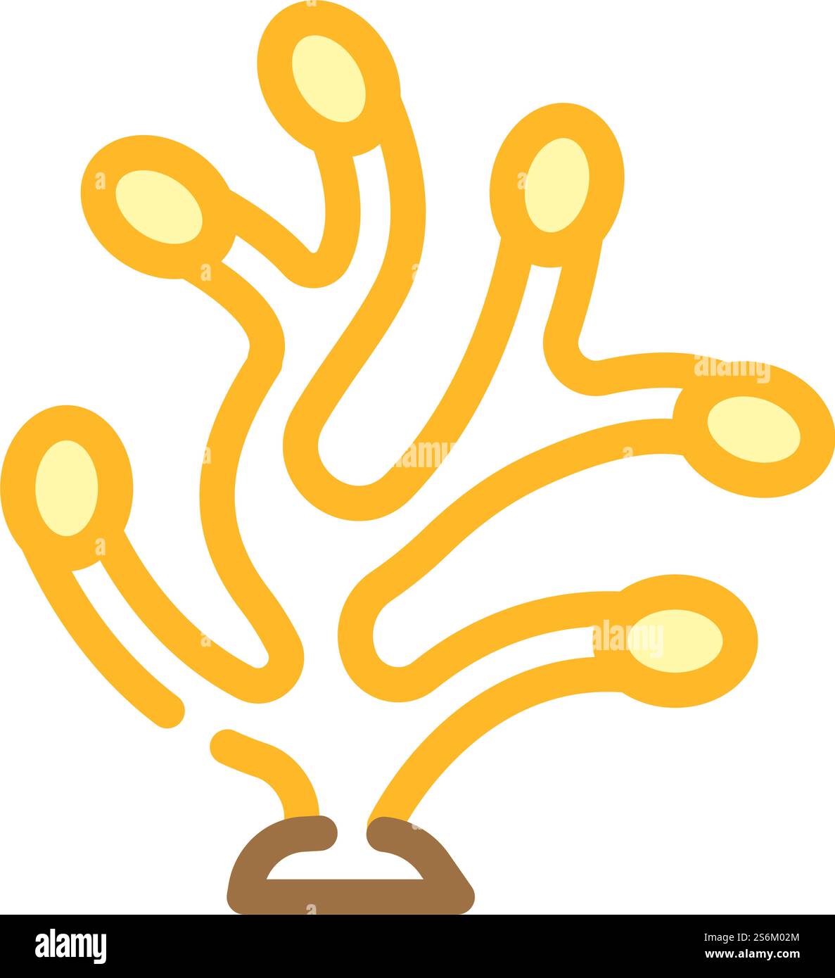 pelvetia grooved seaweed color icon vector. pelvetia grooved seaweed ...