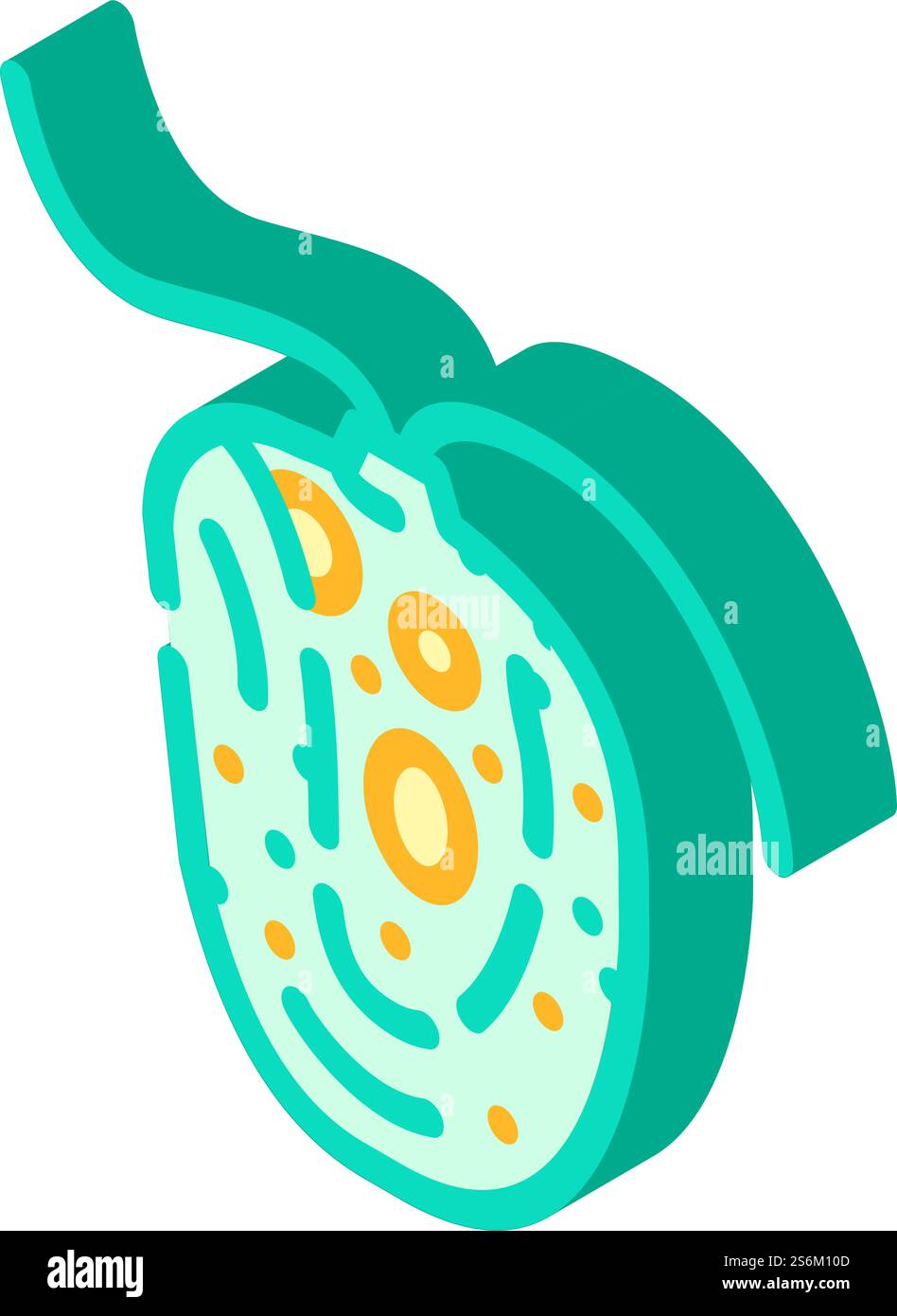 chlamydomonas reinhardtii seaweed isometric icon vector. chlamydomonas ...