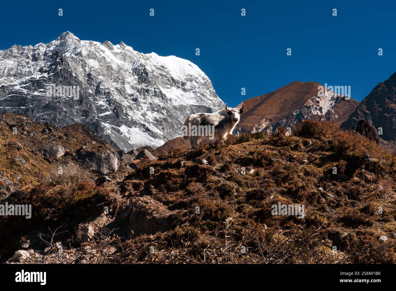 A white and Black Yak standing on top of a hill in the Himalayan Mountains of Nepal Stock Photo ...