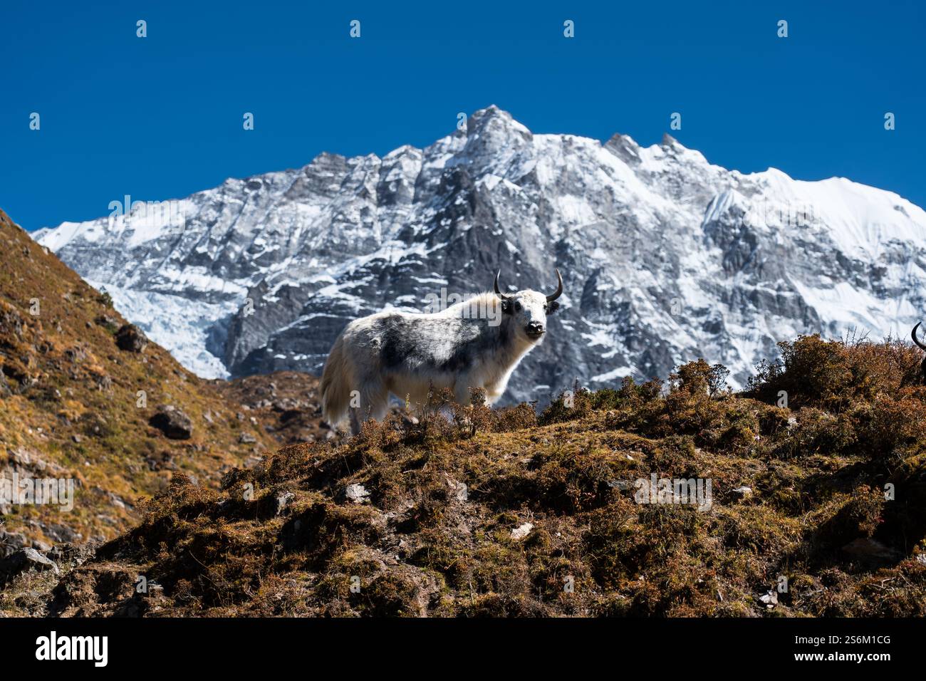 A white and Black Yak standing on top of a hill in the Himalayan Mountains of Nepal Stock Photo ...