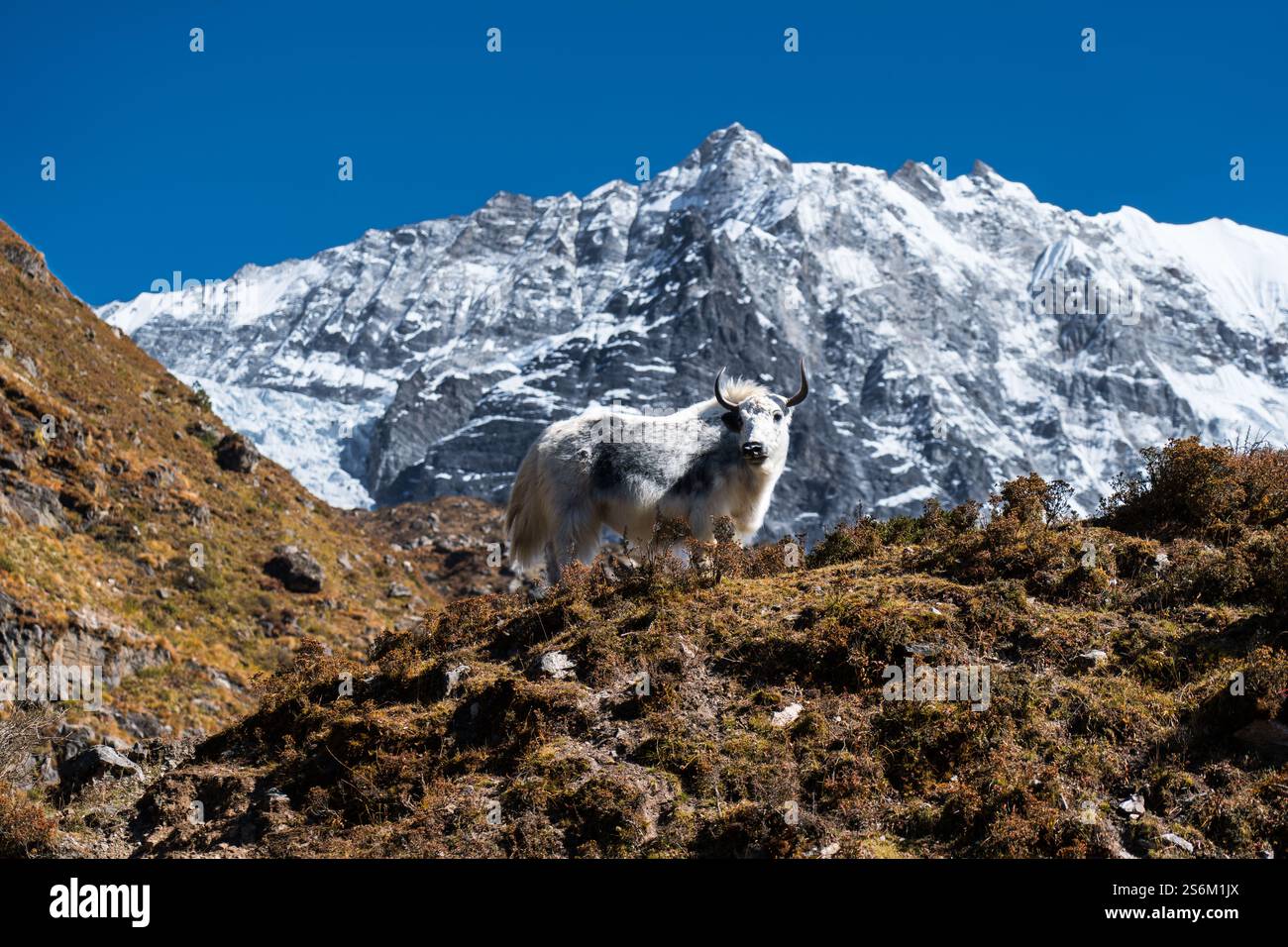 A white and Black Yak standing on top of a hill in the Himalayan Mountains of Nepal Stock Photo ...
